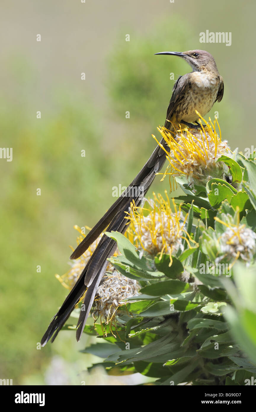 Male Cape Sugarbird in Yellow Pinchusion Protea Flower Stock Photo - Alamy