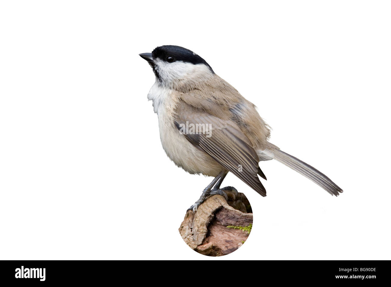 Marsh Tit Poecile palustris Stock Photo - Alamy