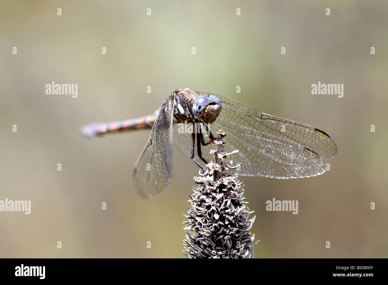 Dragon blue insect hi-res stock photography and images - Alamy