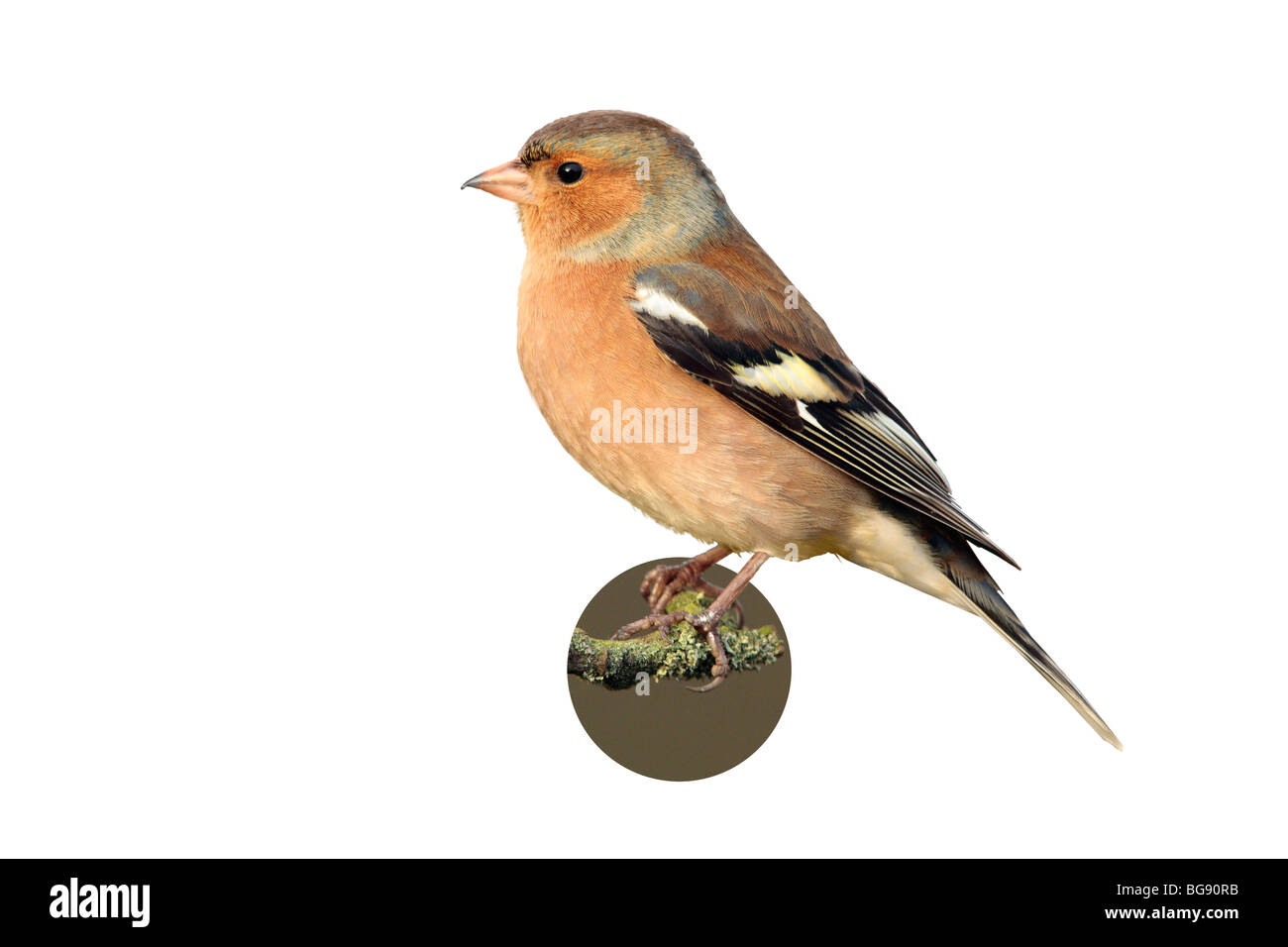 Male chaffinch Cut Out Stock Images & Pictures - Alamy