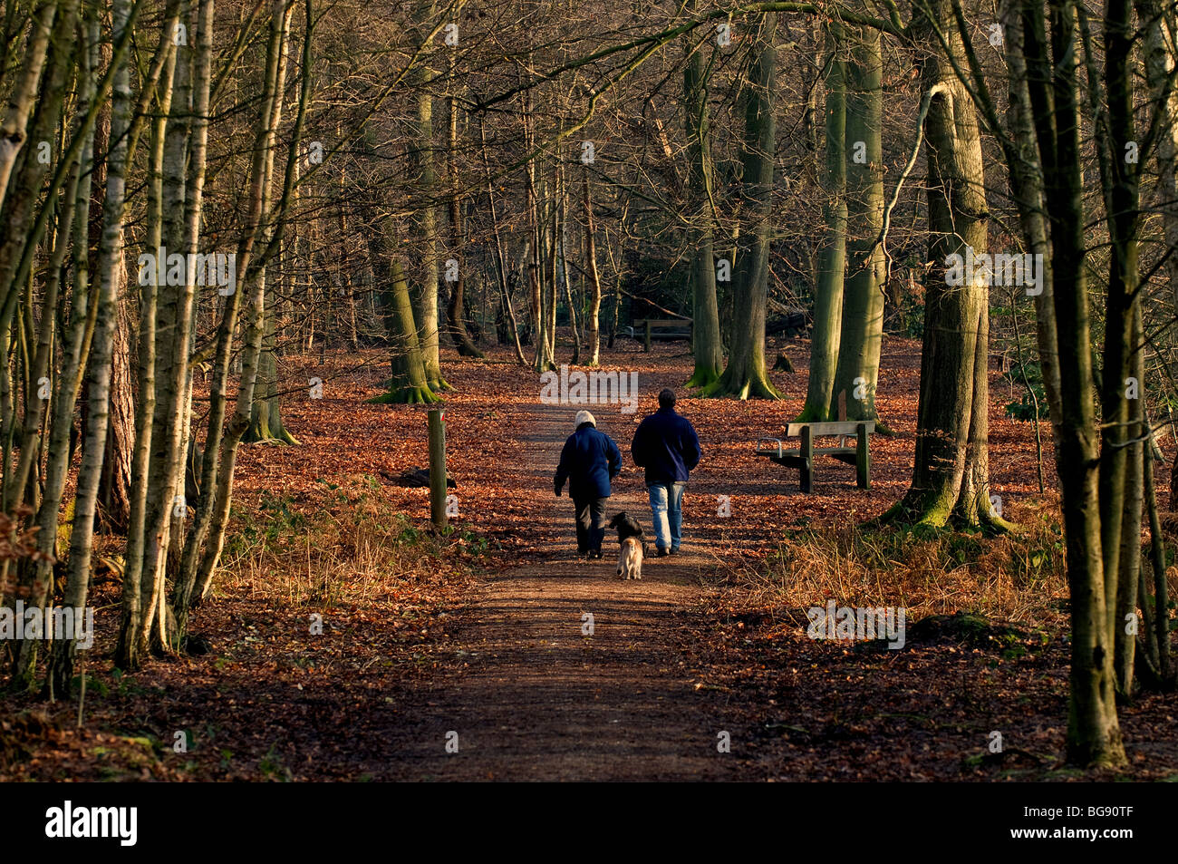 Two people walking their dogs through woodland in Essex. Photo by ...