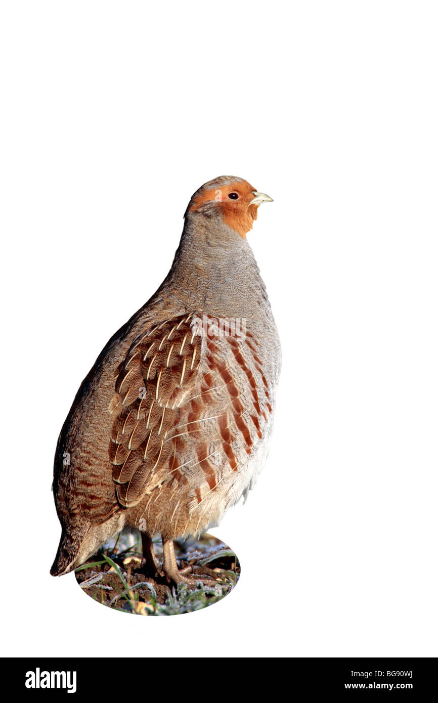 Grey Partridge Perdix perdix Stock Photo - Alamy