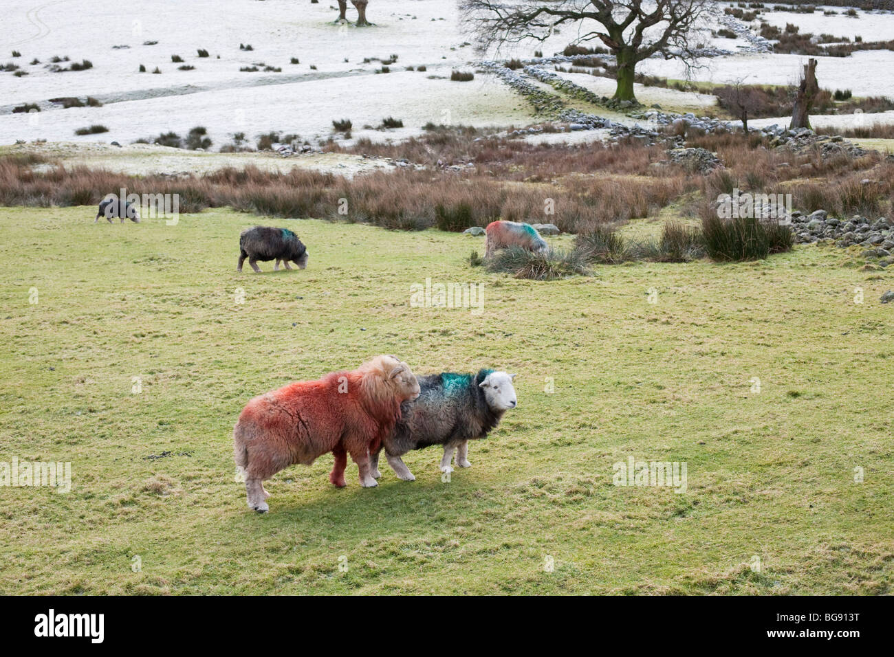 Sheep mating hi-res stock photography and images - Alamy