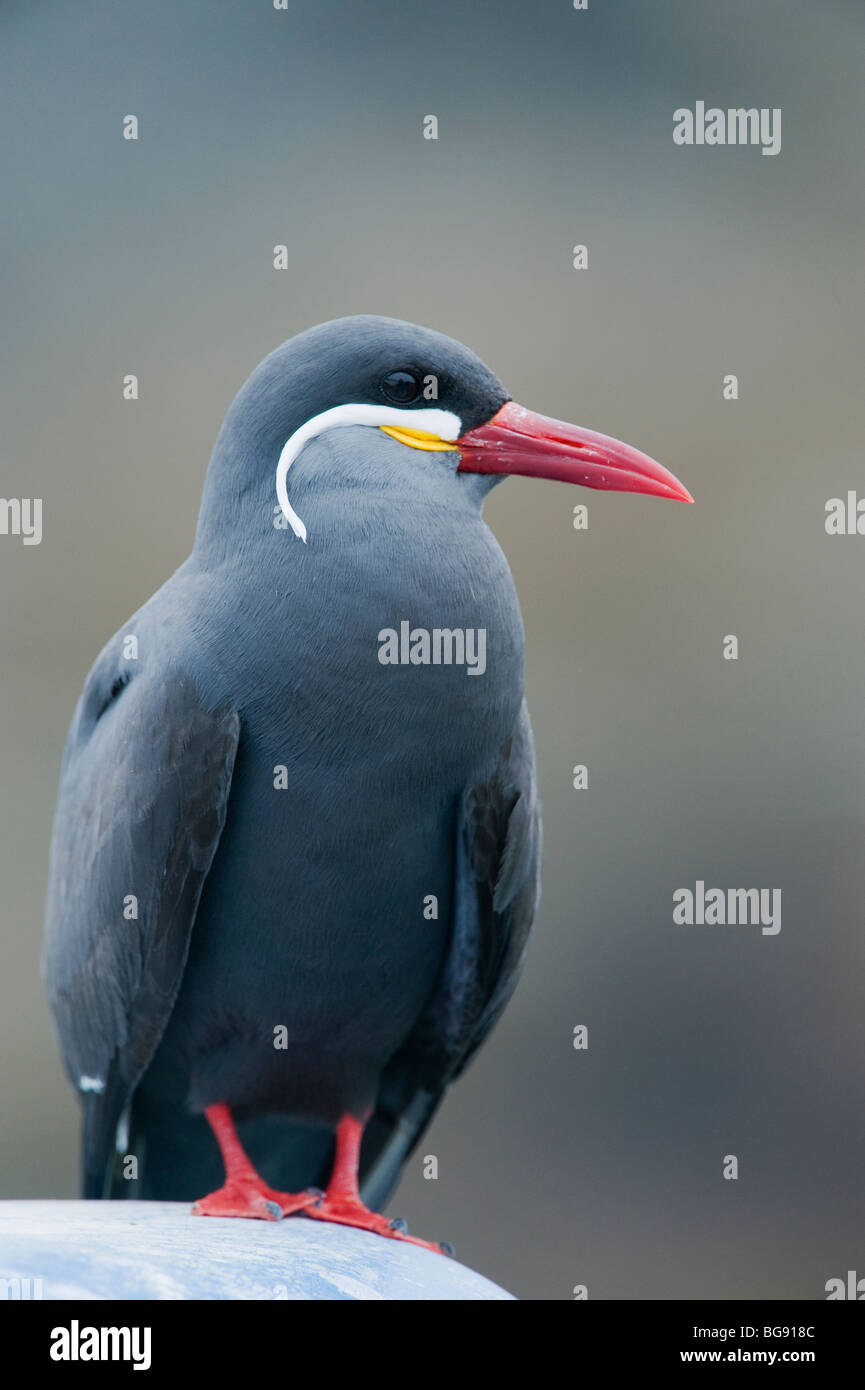 Inca Tern (Larosterna inca) Portrait, Pucusana, PERU Stock Photo - Alamy