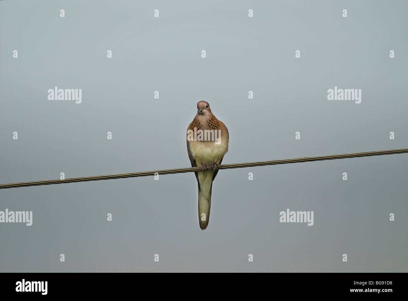 Chinese dove on a wire Stock Photo - Alamy