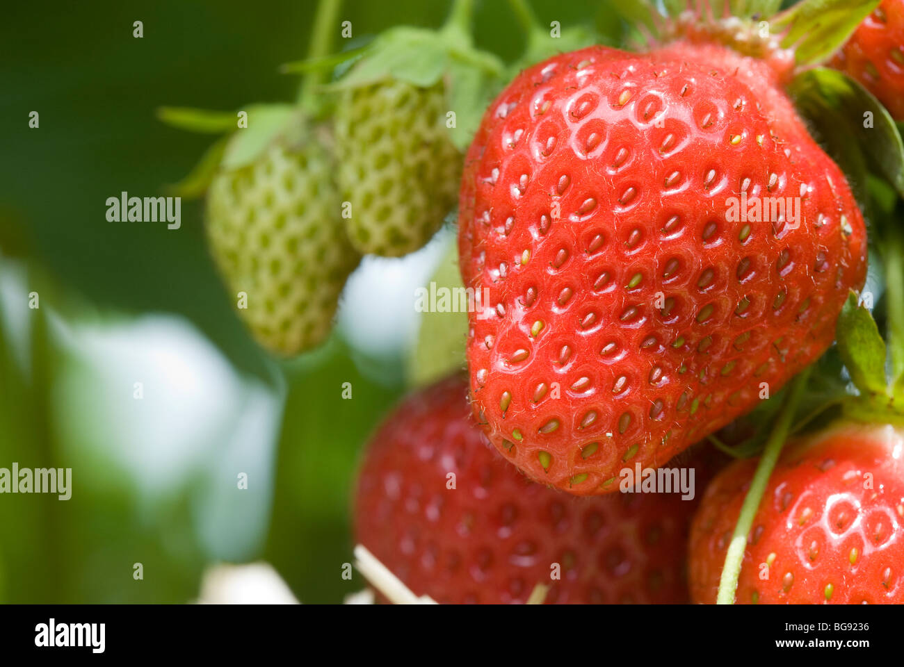 Strawberry vine hi-res stock photography and images - Alamy