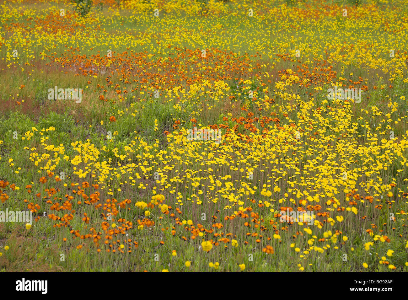 Wild Flower Meadow. A fallow field bursts with summer flowers, yellow ...