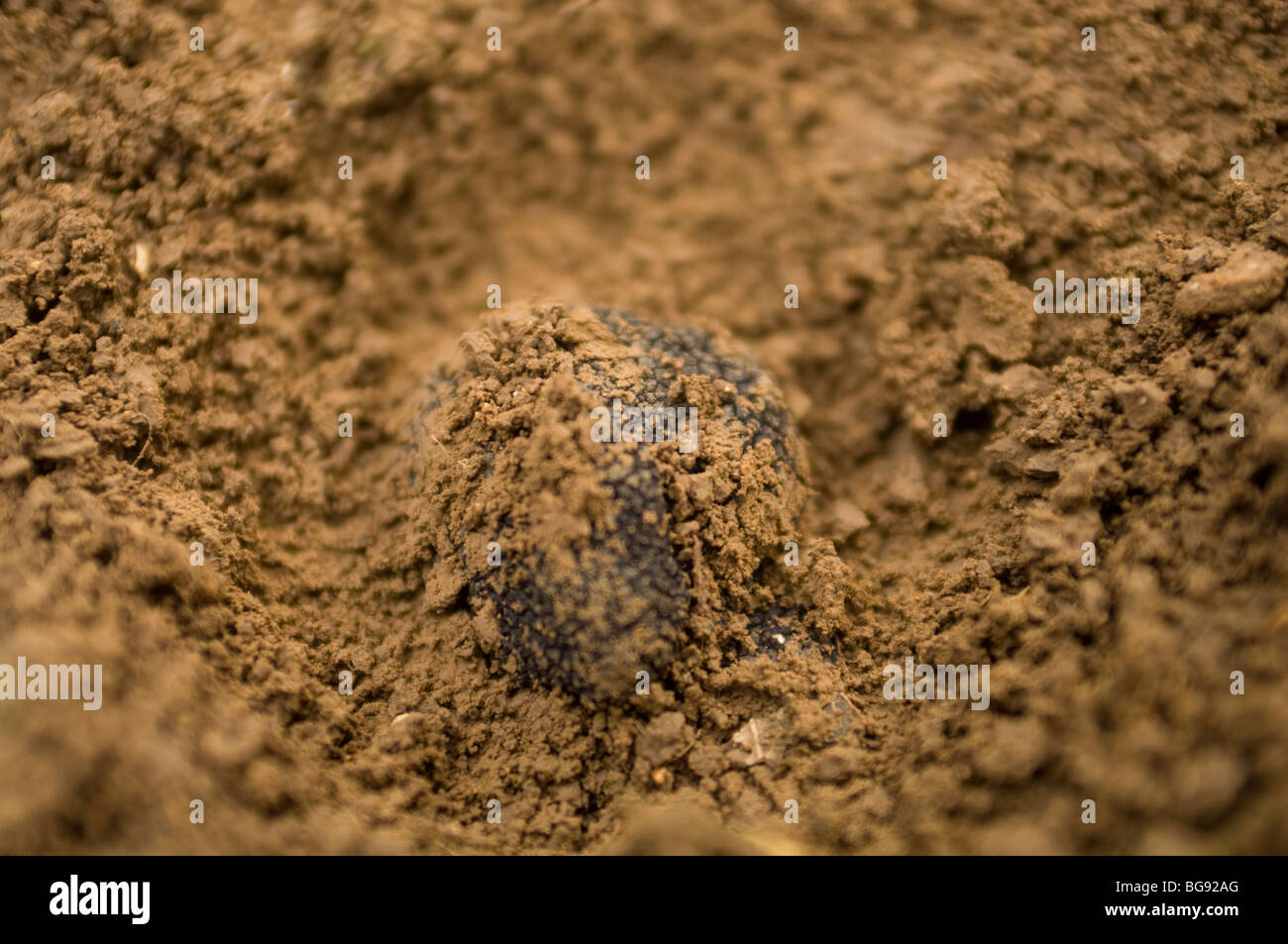 Ectomycorrhizal fungi hi-res stock photography and images - Alamy