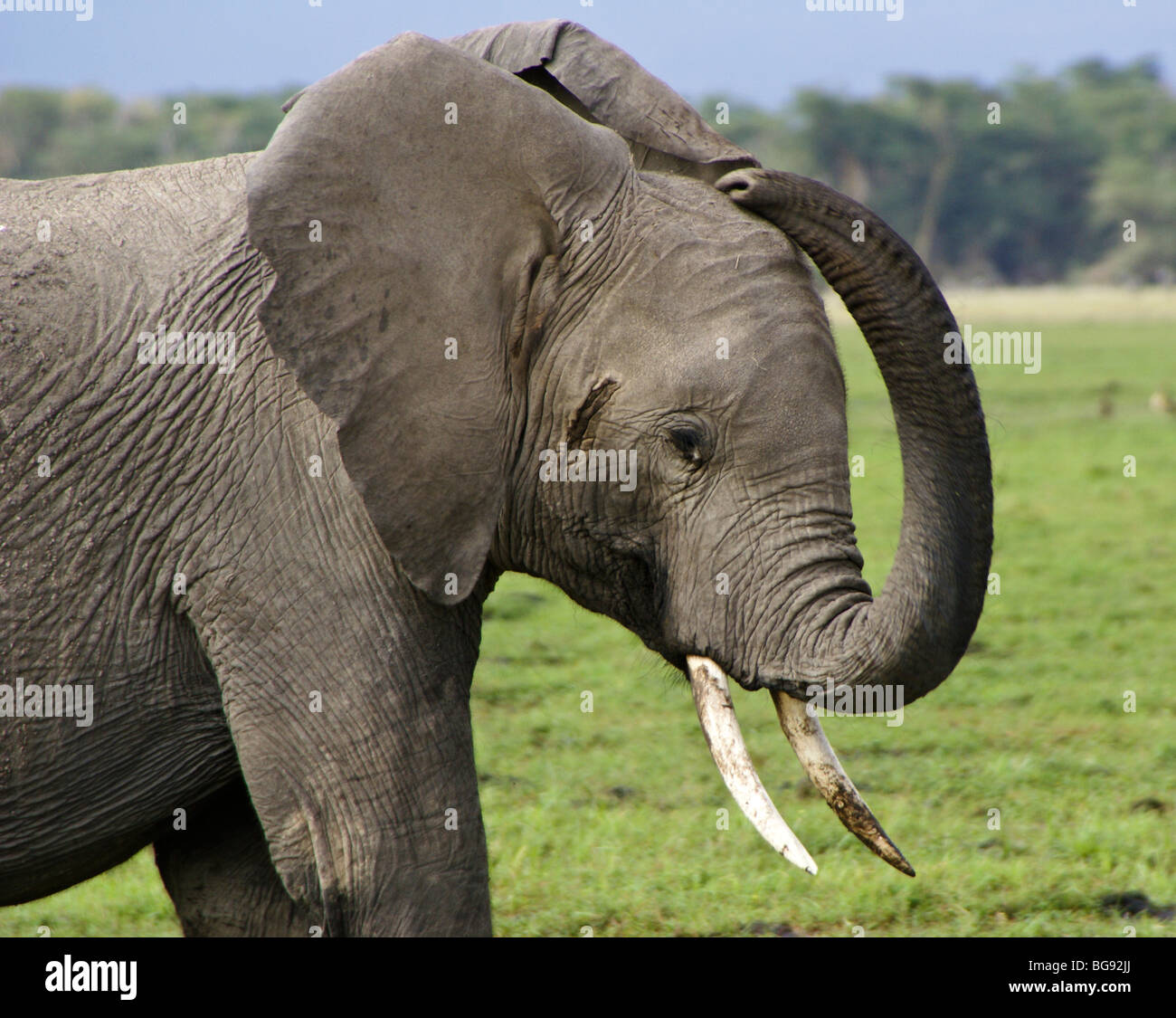 African elephant scratching head with trunk, Amboseli, Kenya Stock ...