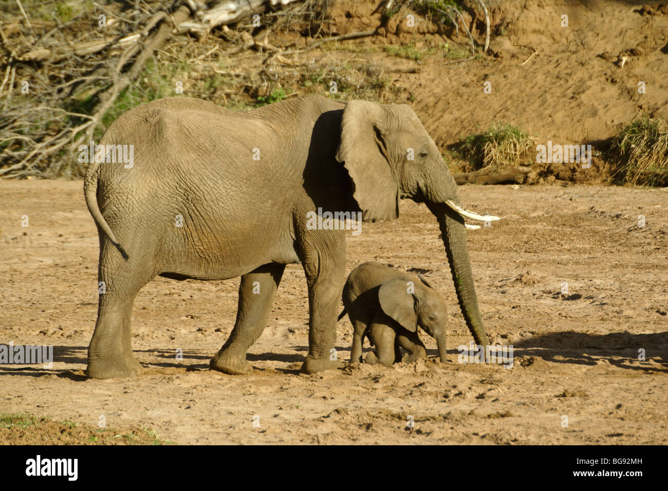 Elephant digging hi-res stock photography and images - Alamy
