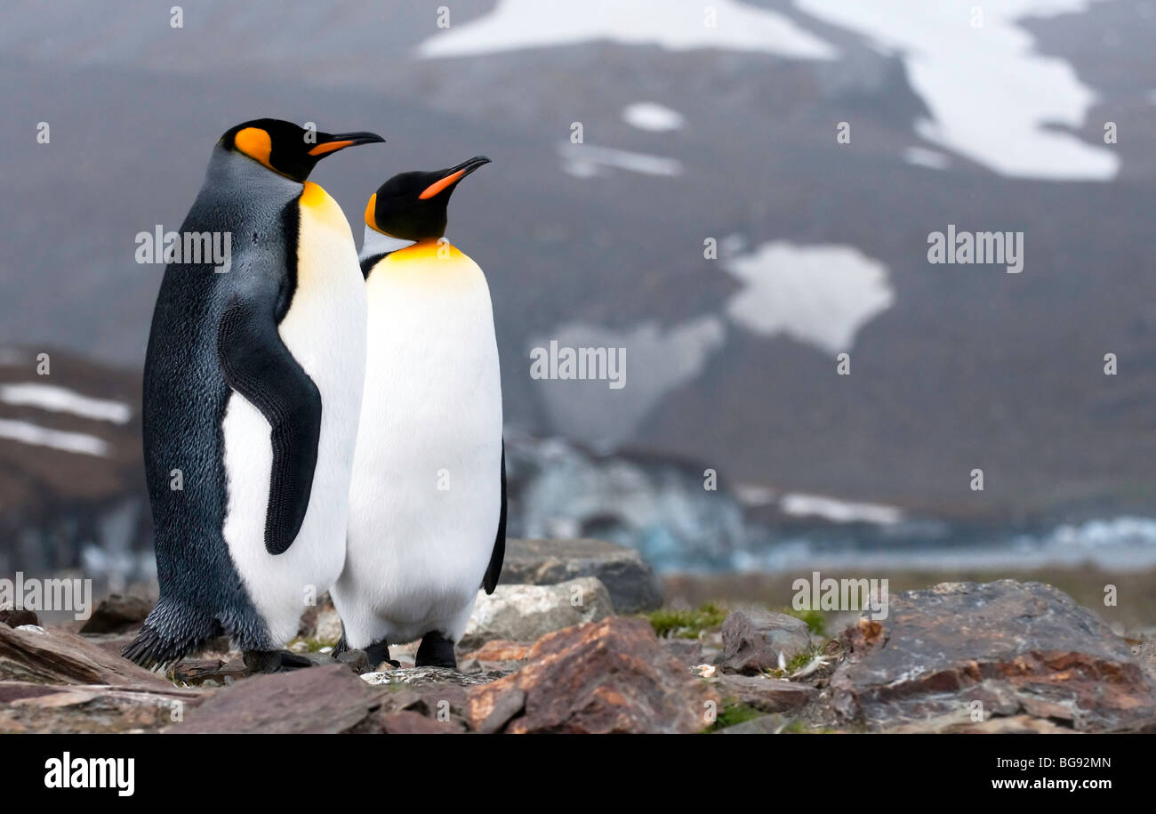 King penguin penguins hi-res stock photography and images - Alamy