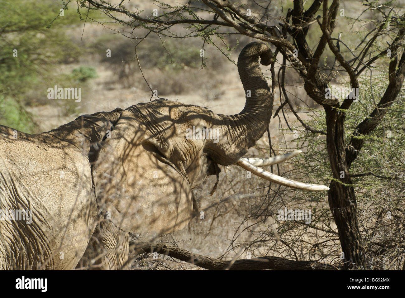 Elephants and acacia tree hi-res stock photography and images - Alamy