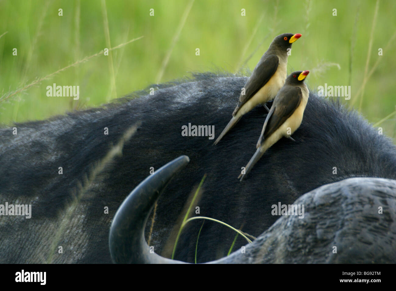 Yellow-billed oxpeckers on Cape buffalo, Masai Mara, Kenya Stock Photo ...