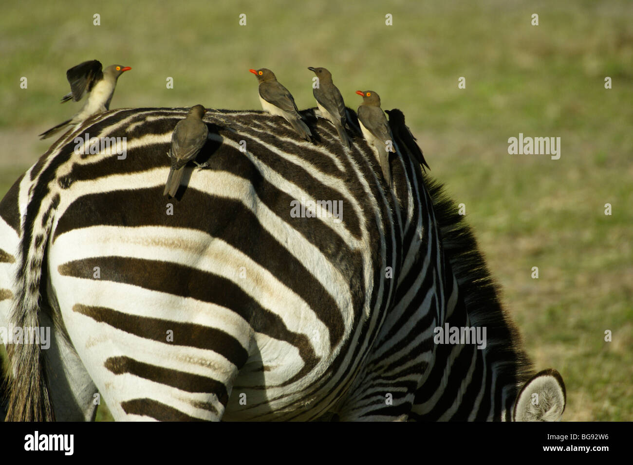 Red-billed oxpeckers on zebra, Samburu, Kenya Stock Photo - Alamy