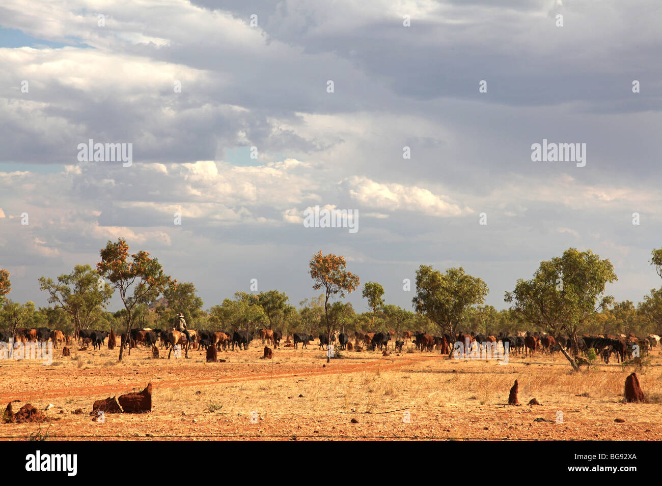 Australia outback cattle hi-res stock photography and images - Alamy