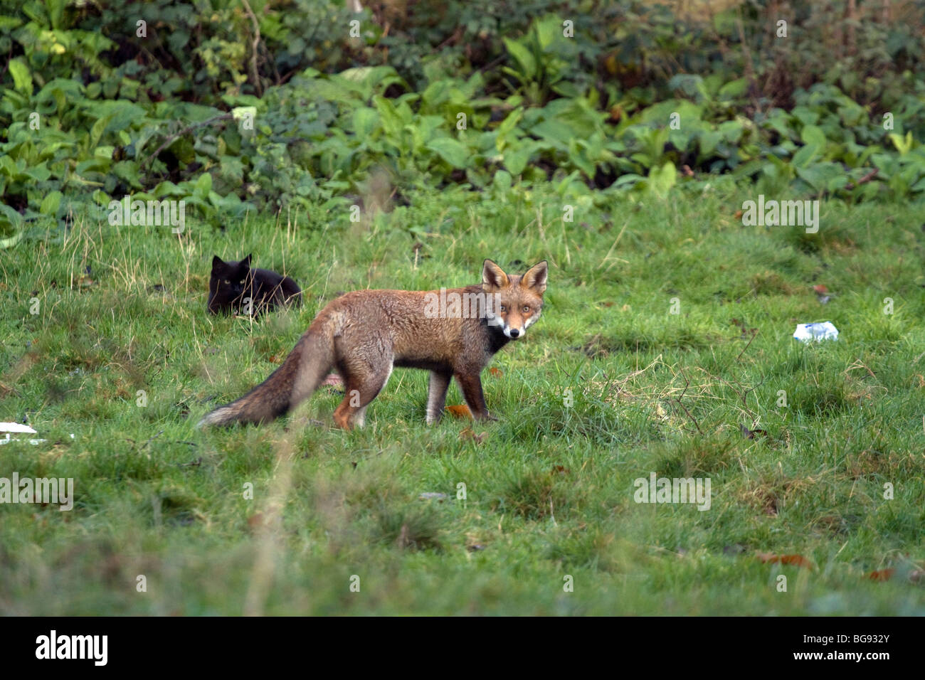 English Red Fox High Resolution Stock Photography and Images - Alamy