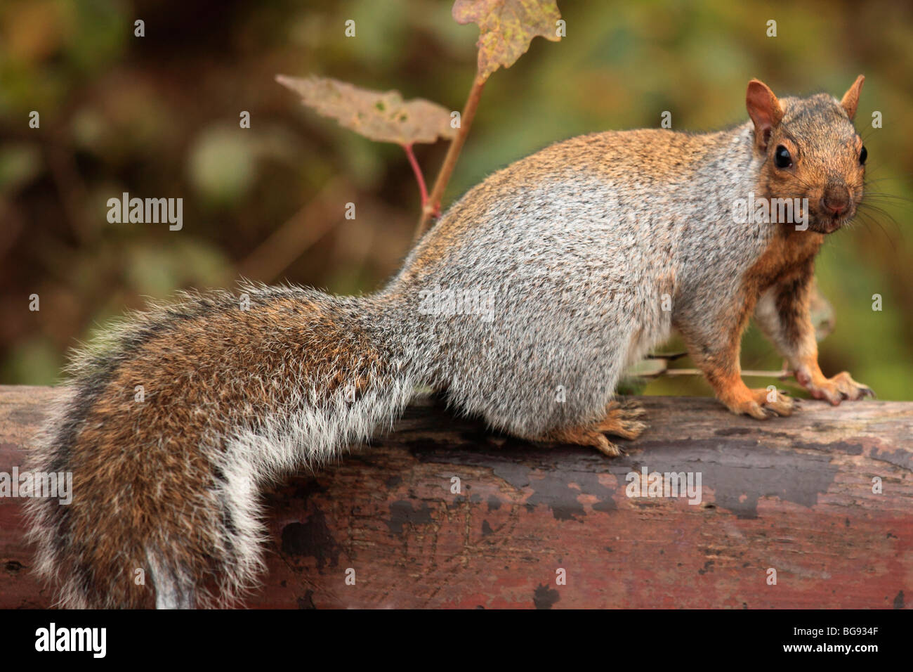 Canada, Quebec, Montreal, squirrel Stock Photo - Alamy