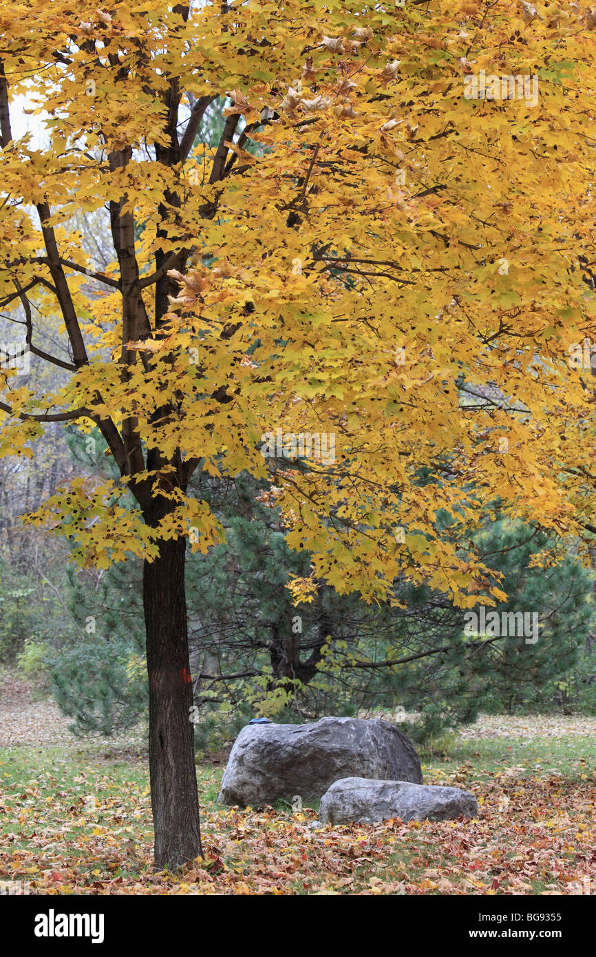 Canada, Quebec, Montreal, autum forest Stock Photo - Alamy