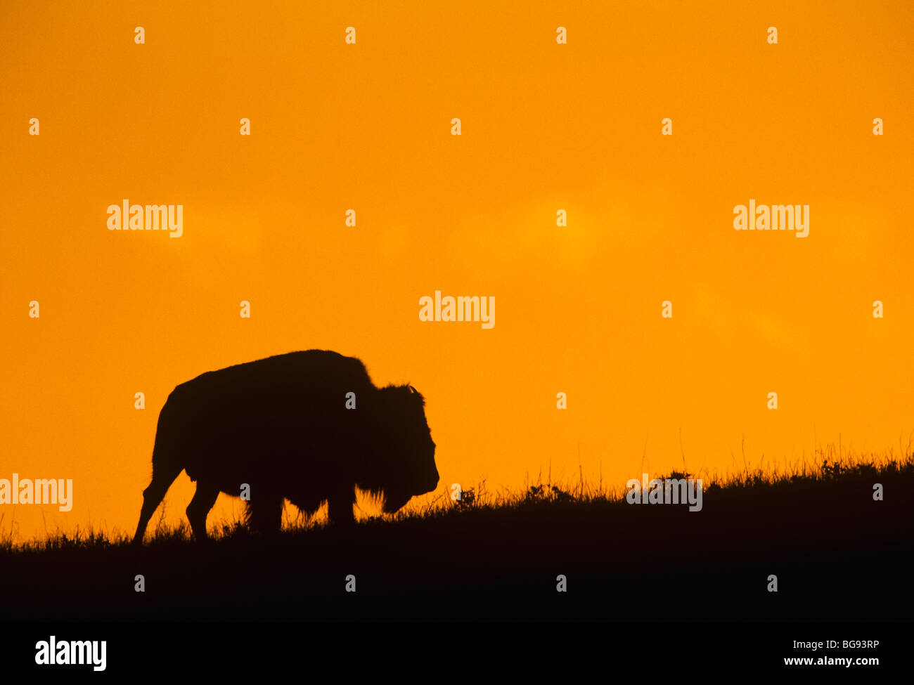 American Bison, Buffalo (Bison bison), adult at sunset, Wind Cave ...