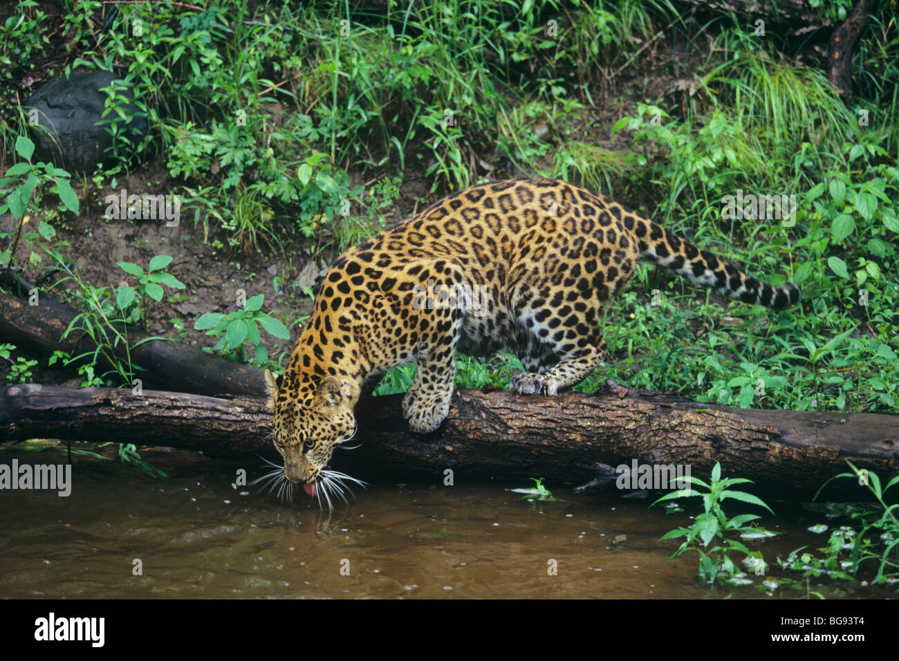 Amur Leopard (Panthera pardus orientalis), adult drinking, captive, USA ...