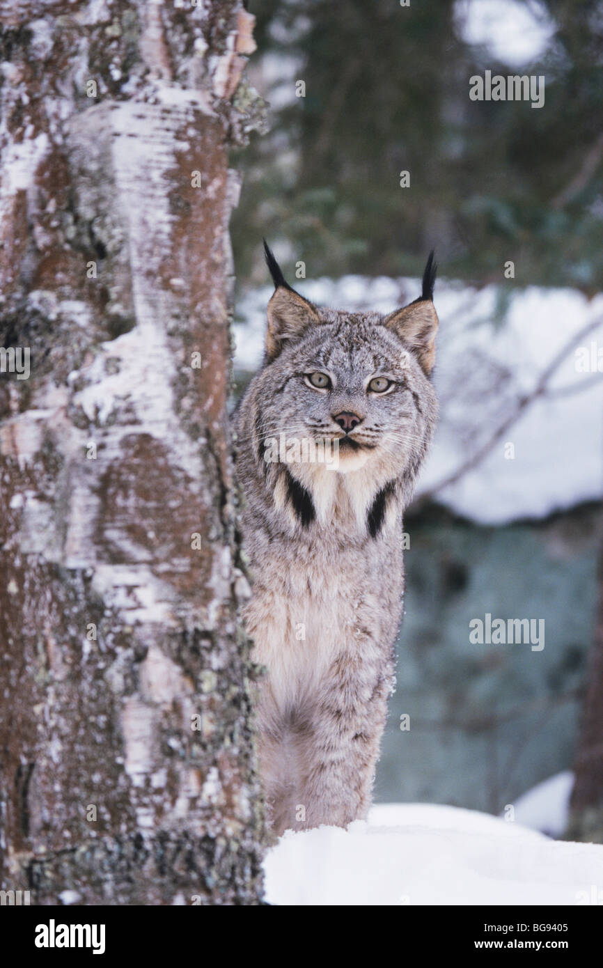 Canadian Lynx (Lynx canadensis), adult in snow, captive, USA Stock ...