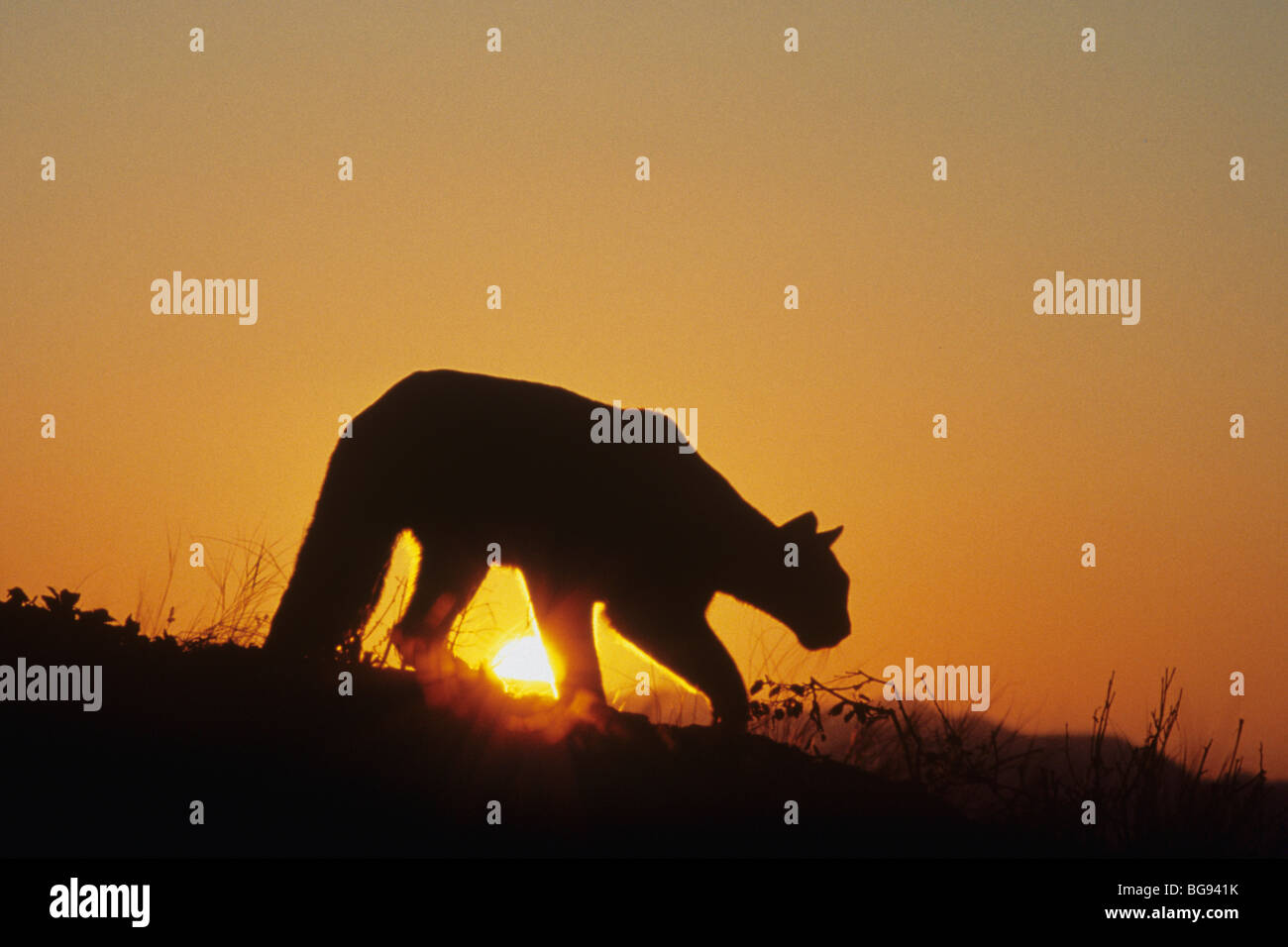Cougar, Mountain lion (Puma concolor), adult at sunset, captive, USA ...