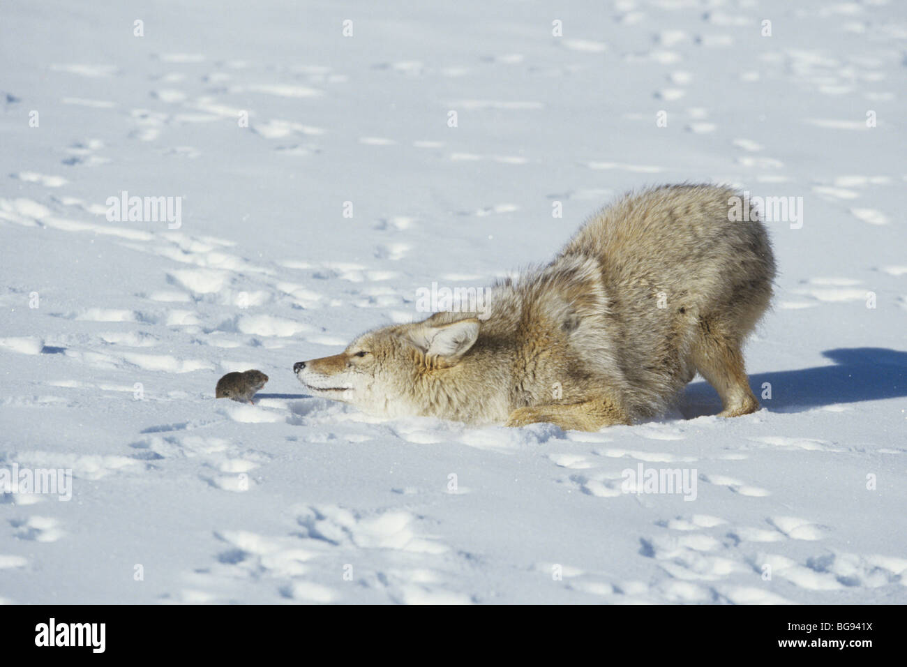 Cute playing animal antics hi-res stock photography and images - Alamy