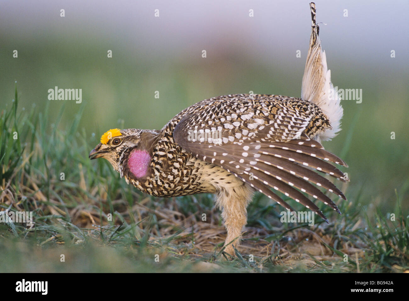 Sharp Tailed Grouse Male
