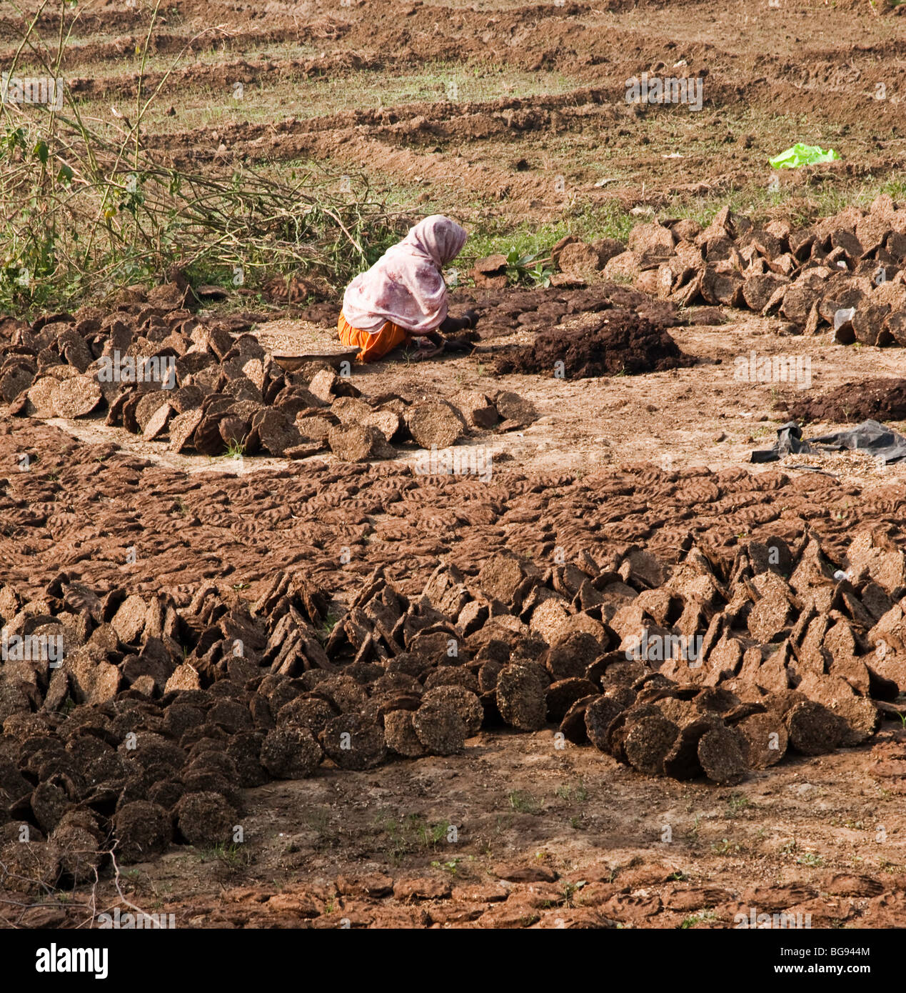 Cow dung fuel drying in the sun Stock Photo - Alamy