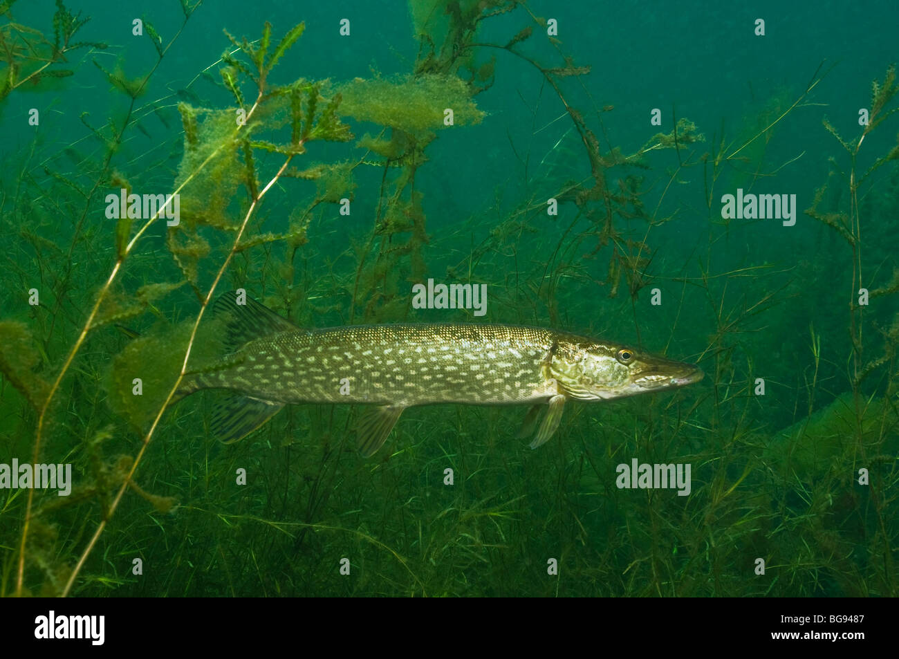 Pike In Water