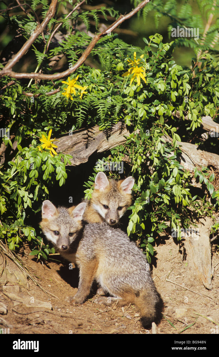 Gray Fox (Urocyon cinereoargenteus), young at den, captive, USA Stock ...