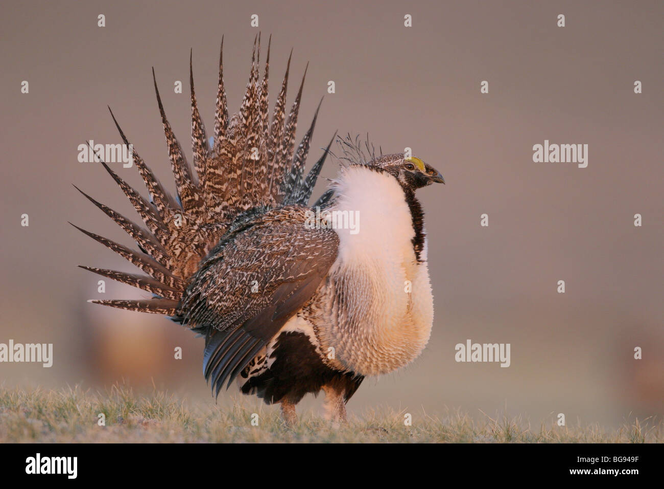 Greater Sage-Grouse (Centrocercus urophasianus), male displaying on lek ...