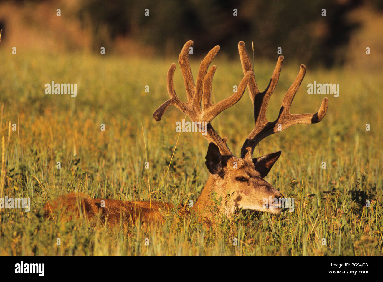 Mule Deer, Black-tailed Deer (Odocoileus hemionus), buck in velvet ...