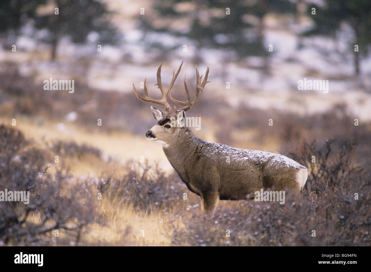 Mule Deer, Black-tailed Deer (Odocoileus hemionus), buck after snowfall ...