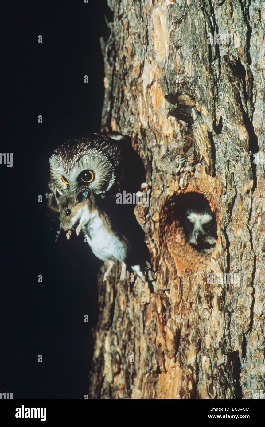 Saw Whet Owl Catching Prey