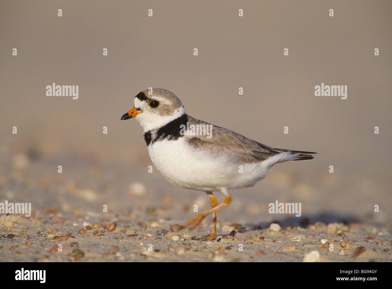 Piping Plover (Charadrius melodus), adult walking, Nebraska, USA Stock ...