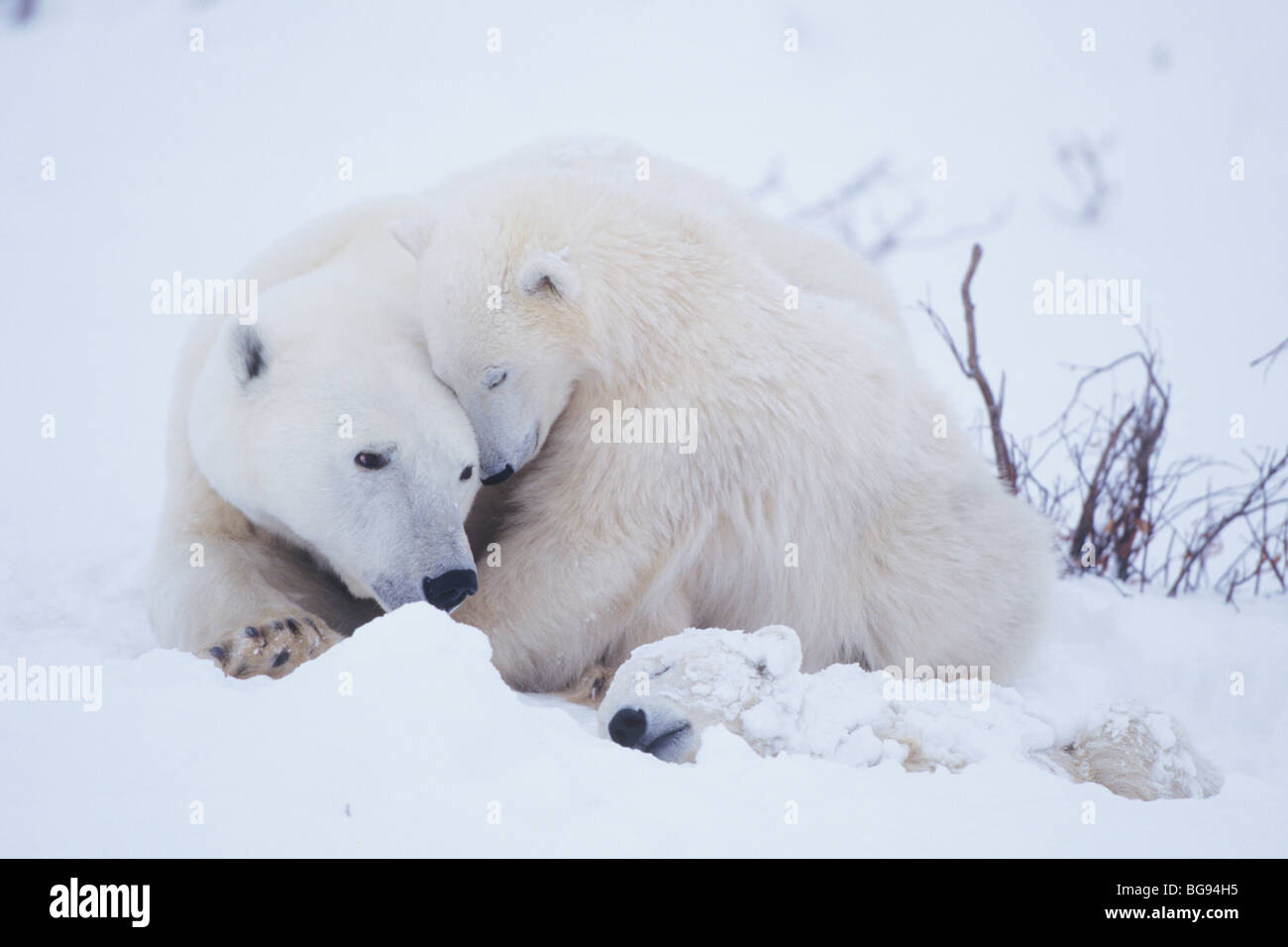 Polar Bear (Ursus maritimus), mother with cubs after snow storm with ...