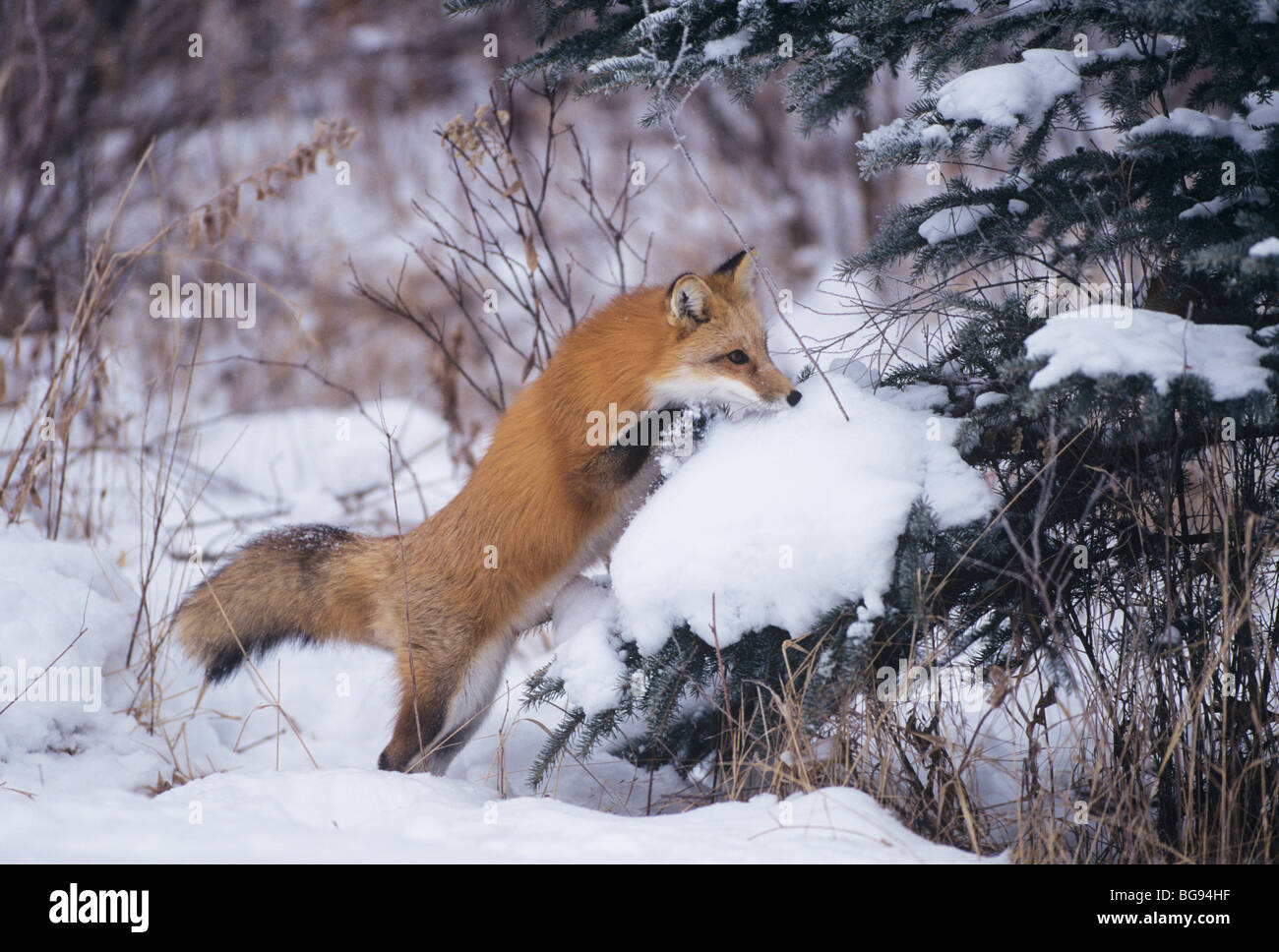 Red Fox (Vulpes vulpes), adult leaping, Colorado, USA Stock Photo - Alamy