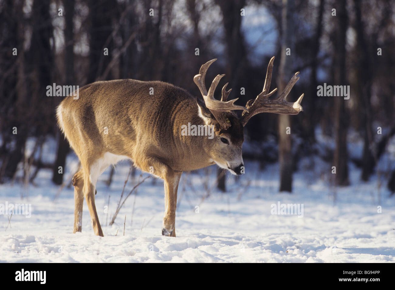 White-tailed Deer (Odocoileus virginianus), buck in snow, Minnesota ...