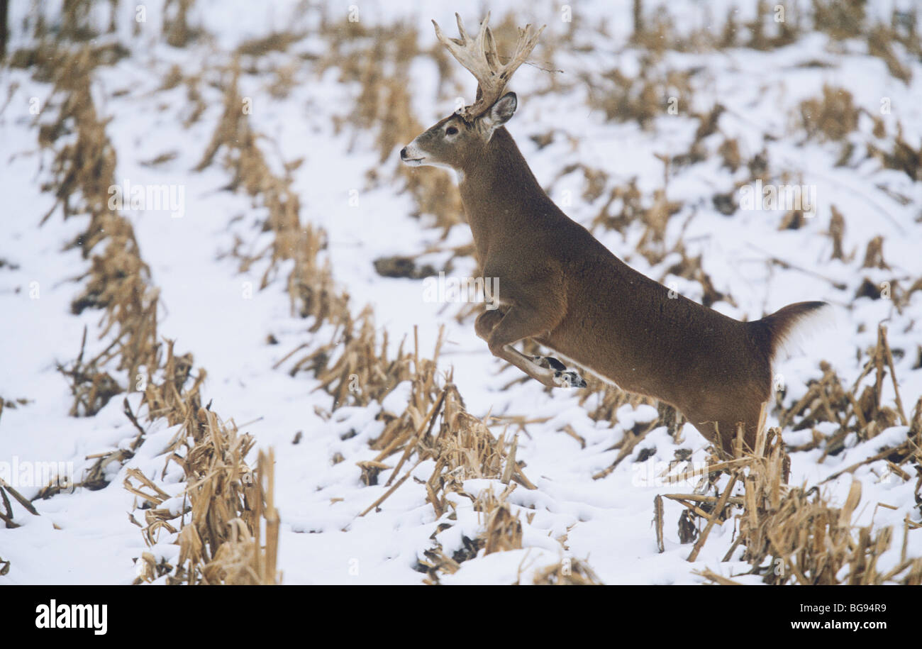 White-tailed Deer (Odocoileus virginianus), buck jumping, USA Stock ...