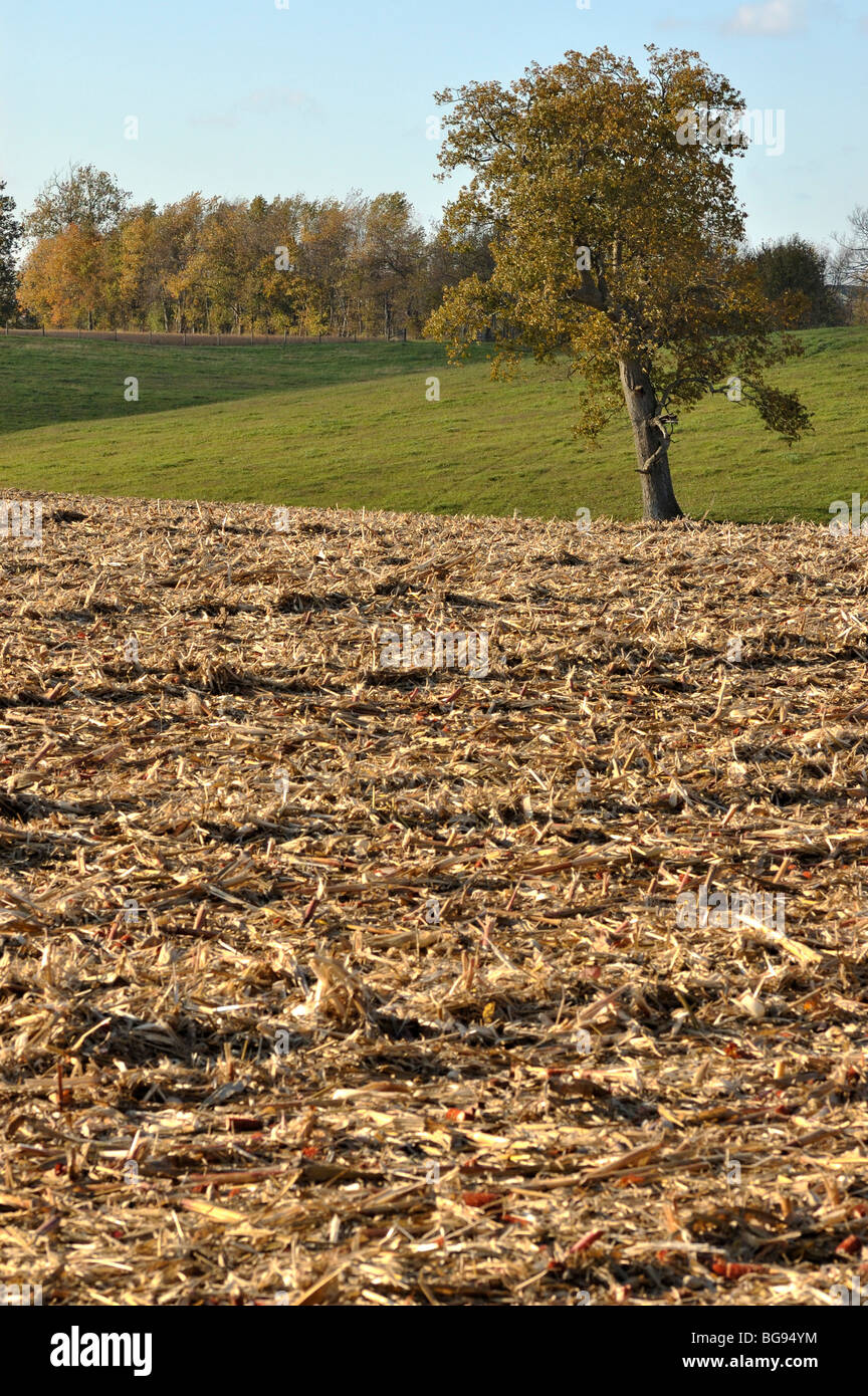 Chopped up corn stalks used as mulch on a field after harvest Stock ...