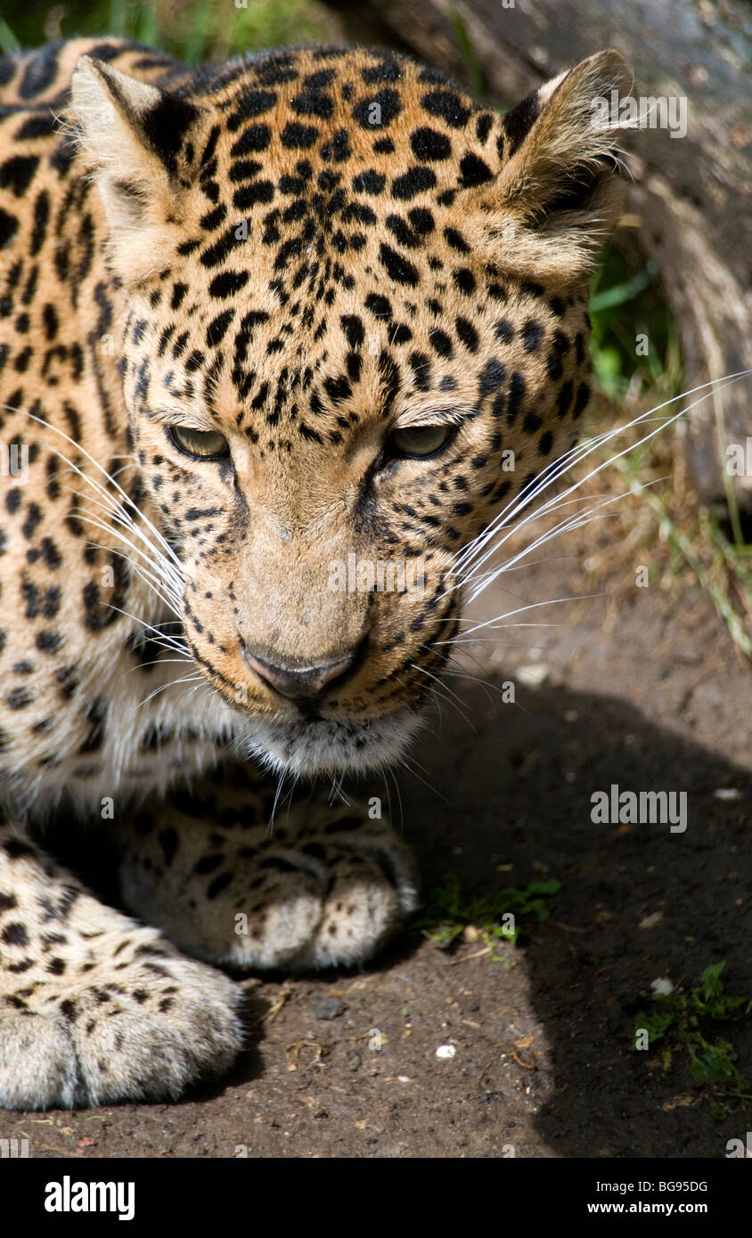 Amur Leopard - Panthera pardus orientalis Stock Photo - Alamy