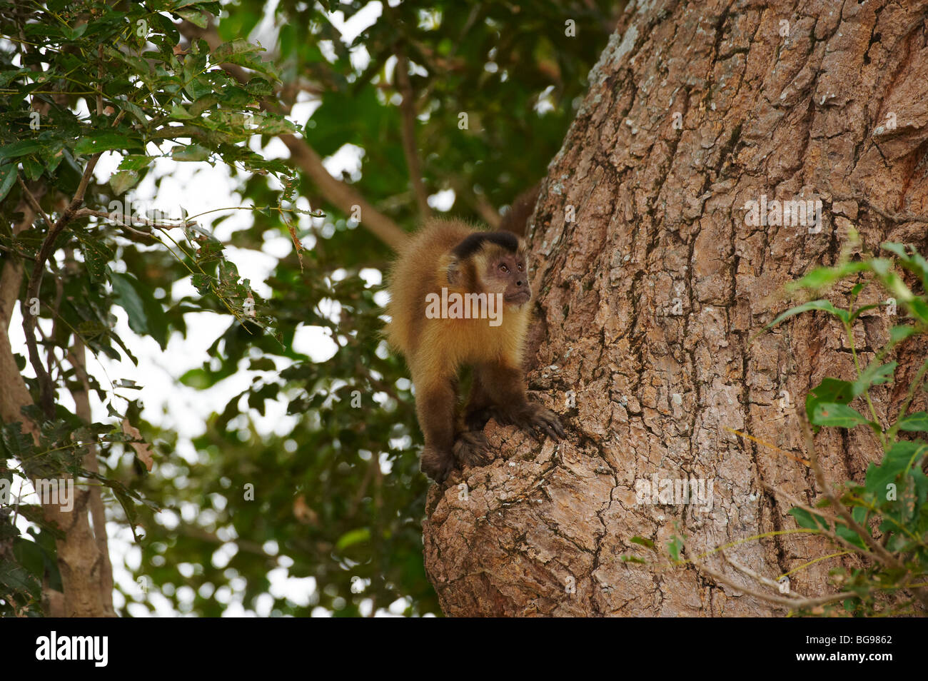 Tufted Capuchin, Brown Capuchin or Black-capped Capuchin, Cebus apella ...