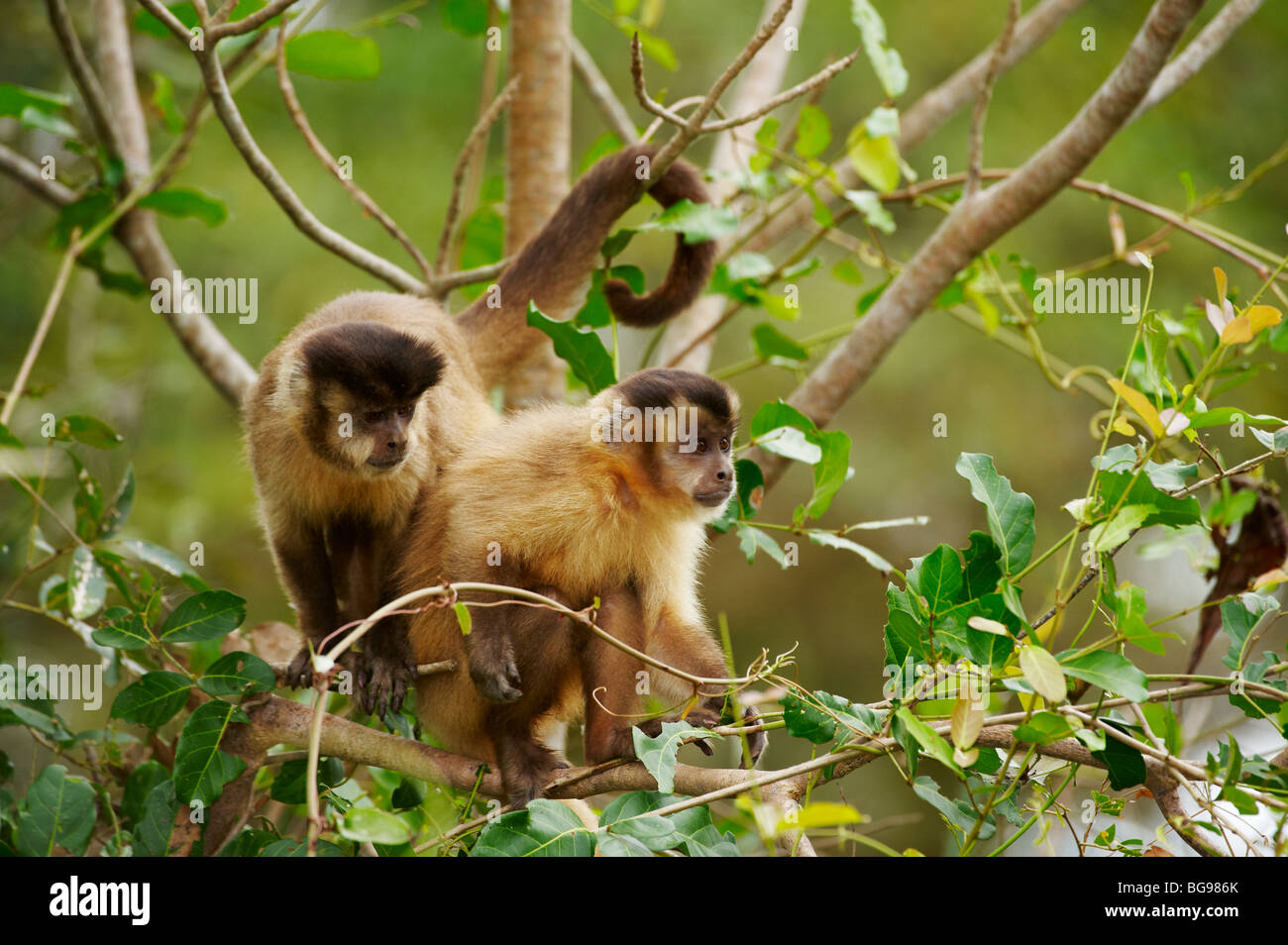 Tufted Capuchin, Brown Capuchin or Black-capped Capuchin, Cebus apella ...