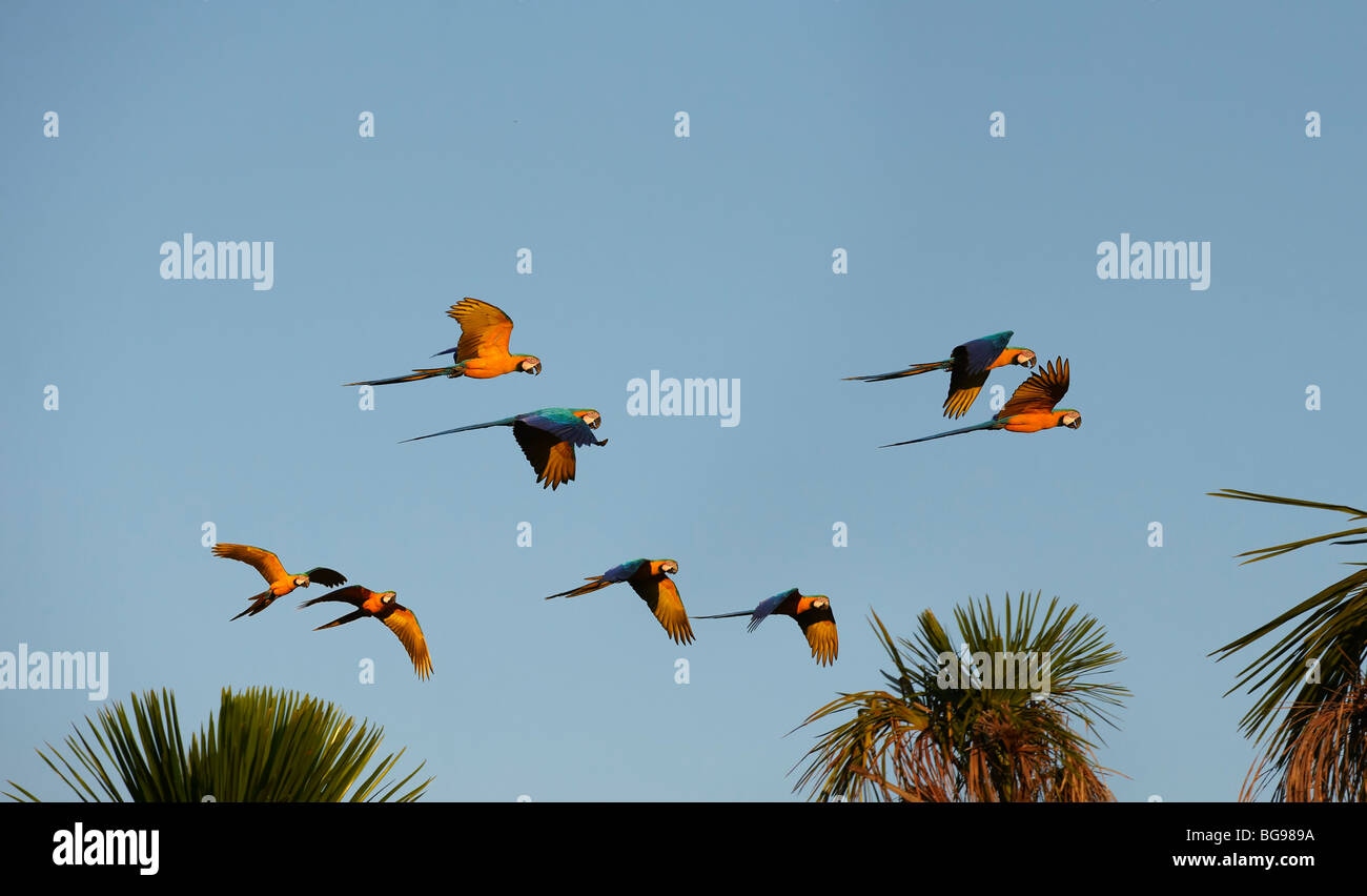 Blue and yellow macaw flying hi-res stock photography and images - Alamy