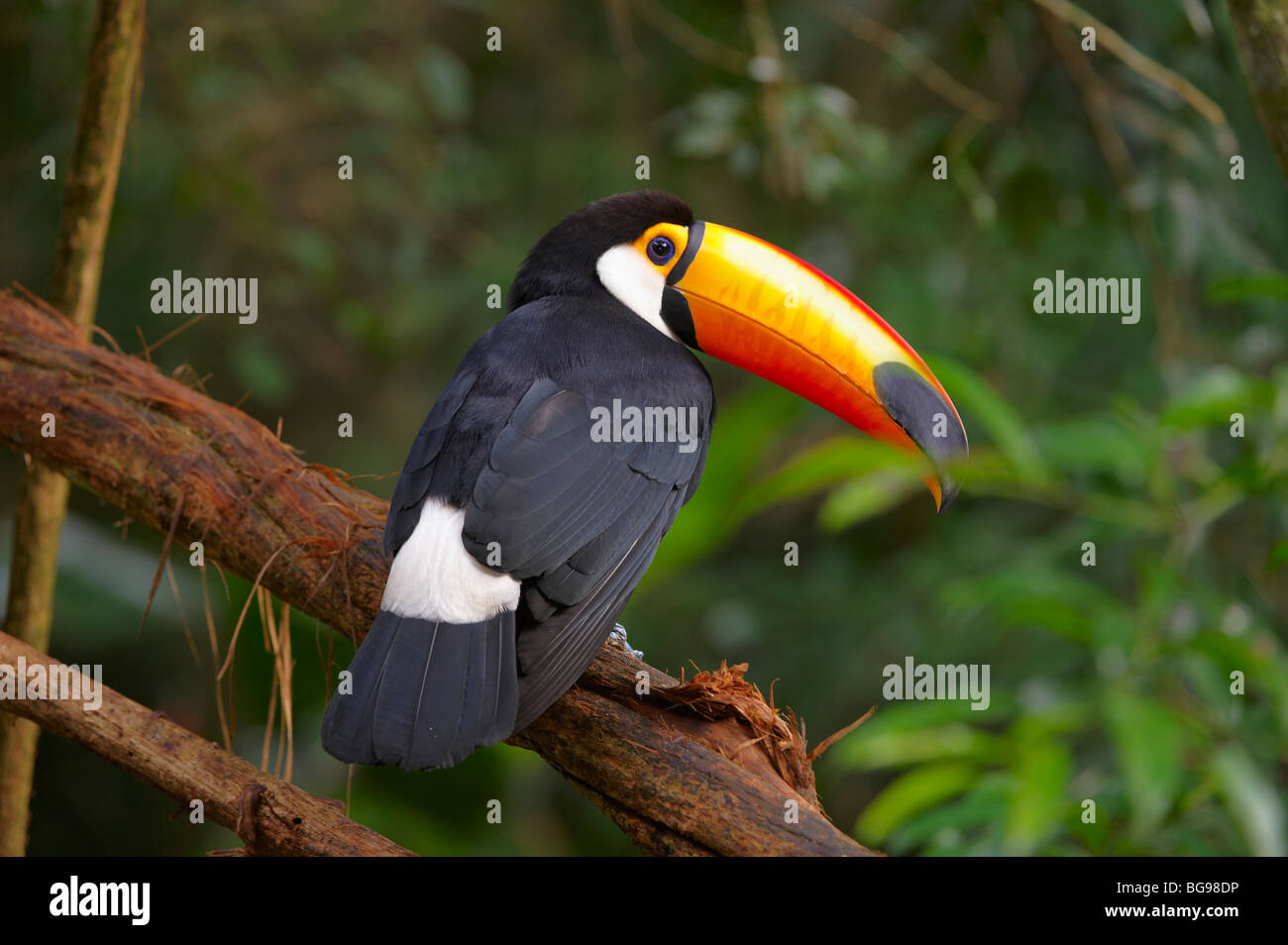 Toco Toucan, Ramphastos toco, BIRDS PARK, FOZ DO IGUACU, Brasil, South ...
