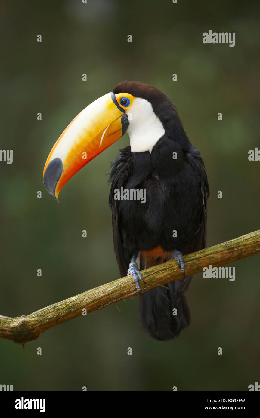 Toco Toucan, Ramphastos toco, BIRDS PARK, FOZ DO IGUACU, Brasil, South ...