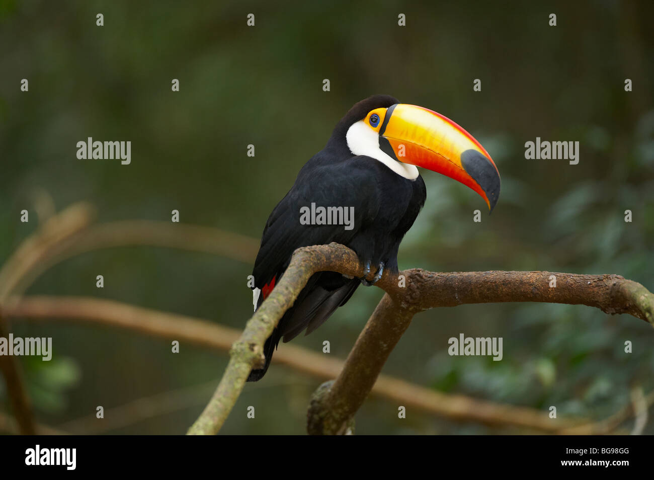 Toco Toucan, Ramphastos toco, BIRDS PARK, FOZ DO IGUACU, Brasil, South ...