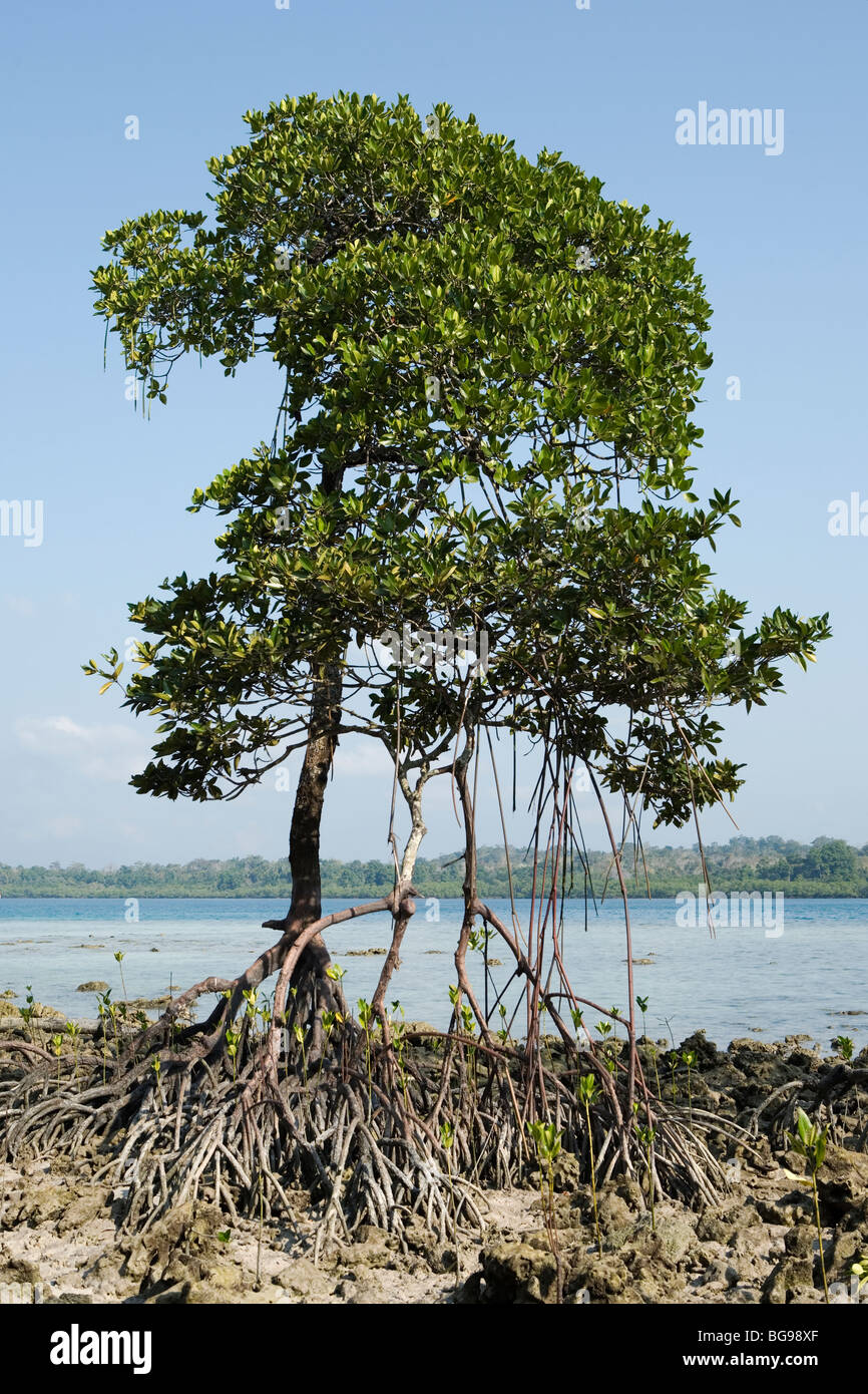 A mangrove tree on Havelock island, Andamans, India Stock Photo - Alamy