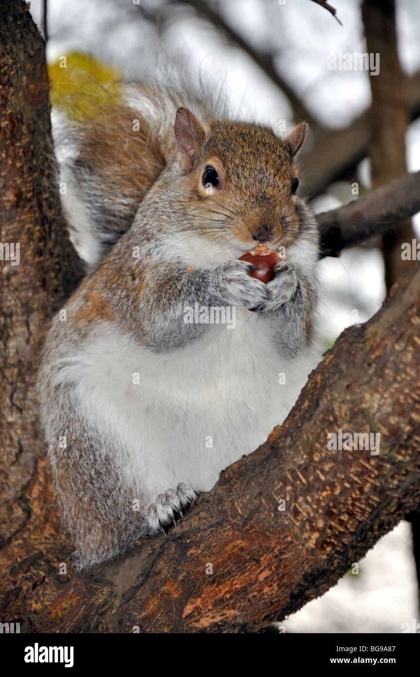 Squirrel eating chestnut Stock Photo - Alamy